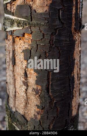 A close up shot of the dark bark of a pine tree trunk on a sunny day ...