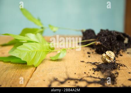 Oak tree sapling with roots and leaves coming from the acorn, on a ...