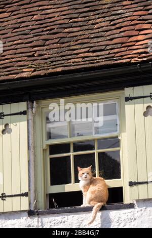 Cat - sat looking out of window Stock Photo - Alamy