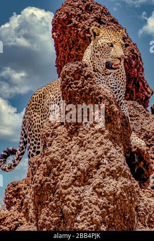 African leopard climbing a rocky cliff under a cloudy sky Stock Photo ...