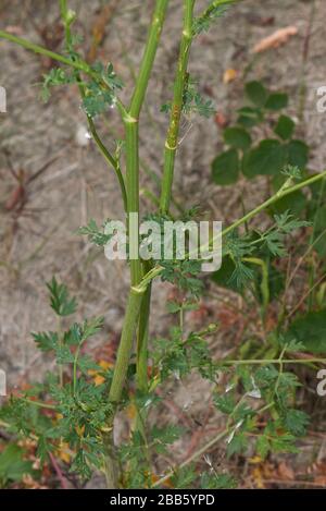 white inflorescence and green leaves of Aethusa cynapium plant Stock ...