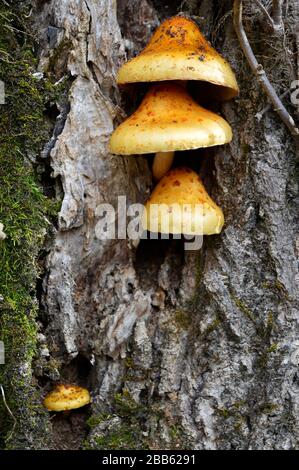 A vertical shot of fungi growing on a tree Stock Photo - Alamy