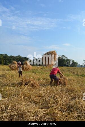 India, Assam, field rice Stock Photo - Alamy