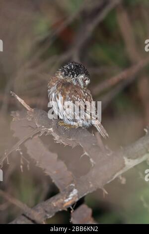 The Peruvian Pygmy Owl (Glaucidium peruanum) is found in Ecuador and ...
