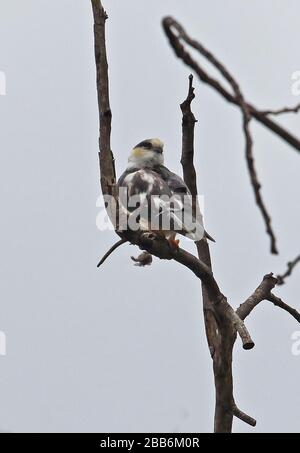 Pearl Kite (Gampsonyx swainsonii magnus) adult perched on dead branch ...