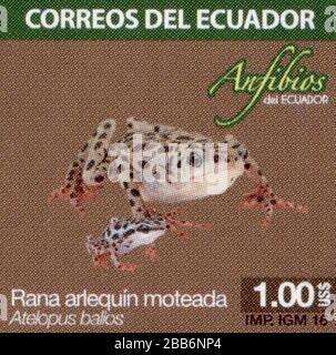 Rio Pescado Stubfoot Toad (Atelopus balios), rediscovered in 2015 ...