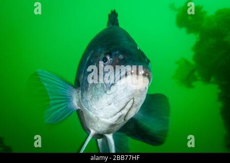 Cunner Fish underwater in the Gulf of St. Lawrence in Canada Stock ...