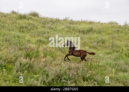 Morgan Horse foals Stock Photo - Alamy