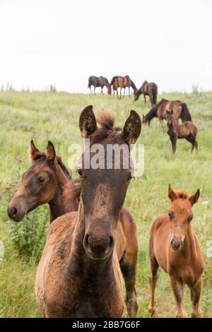 Morgan Horse foals Stock Photo - Alamy