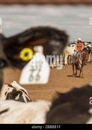 A pen rider moves through cattle to check their health Stock Photo - Alamy