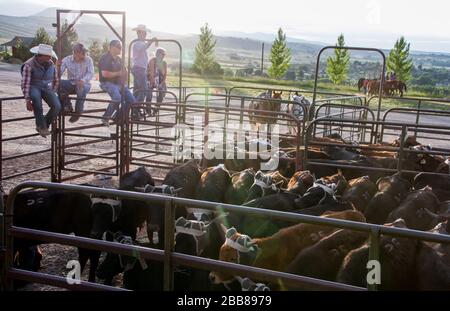 Cowboys team roping steers at the Rodeo event, Idaho, USA Stock Photo ...