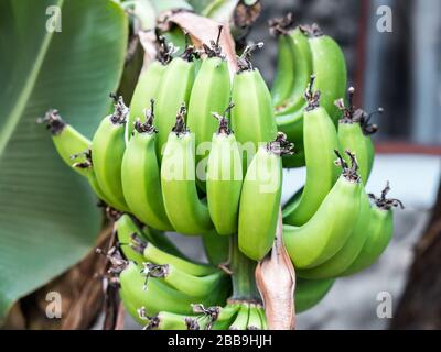 Green, unripe bananas growing on a banana tree Stock Photo - Alamy