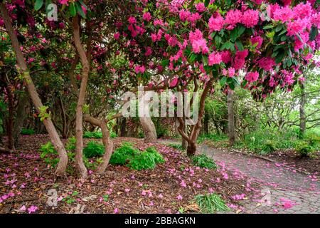 Rhododendrons at Playfair Park, Victoria, Vancouver Island, BC Canada ...