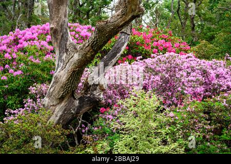 Rhododendrons at Playfair Park, Victoria, Vancouver Island, BC, Canada ...