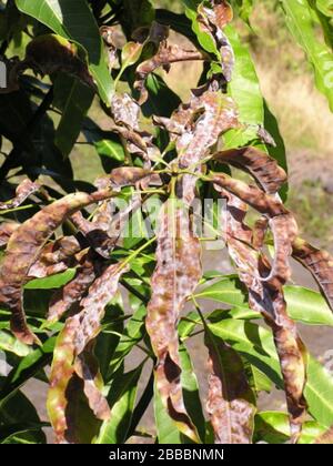Mango powdery mildew mycelium leaf surface 1 Stock Photo - Alamy