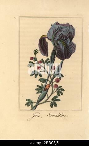 Sensitive plant, Mimosa pudica. Handcoloured copperplate engraving ...