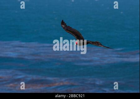 Turkey vulture (Cathartes aura), Cape Dolphin, Falkland Islands Stock ...