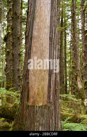 Culturally Modified Tree, CMT, Golden Spruce Trail, Haida Gwaii ...