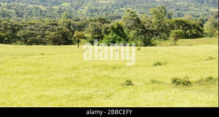 Fields of Teff in Oromia, Ethiopia Stock Photo - Alamy