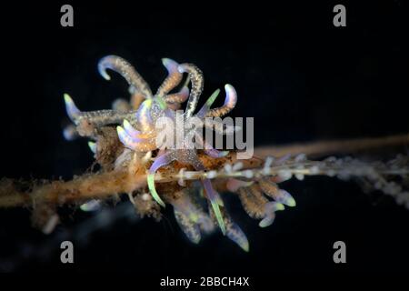Nudibranch Phyllodesmium poindimiei. Underwater macro photography from ...