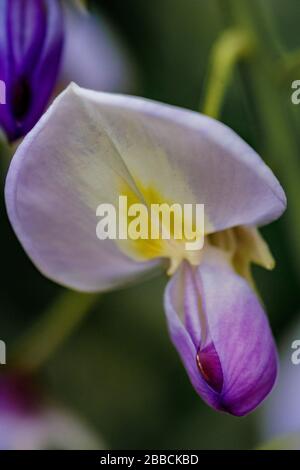 Single Purple Lathyrus odoratus 'Blue Velvet' (Sweet Pea) Flower grown ...