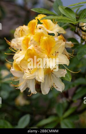 Blooming yellow flowers of Rhodenron. A great decoration for any garden ...
