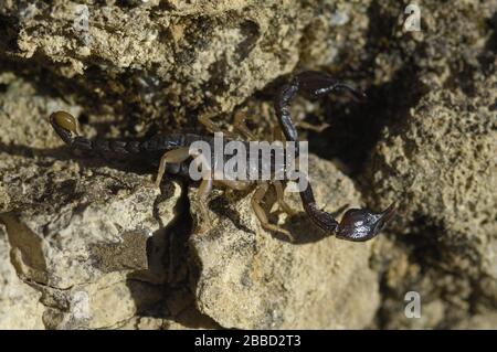European yellow tailed scorpion - Euscorpius flavicaudis Stock Photo ...