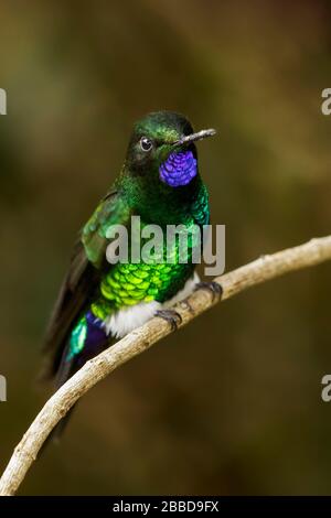 Glowing puffleg (Eriocnemis vestita) in Ecuador Stock Photo - Alamy