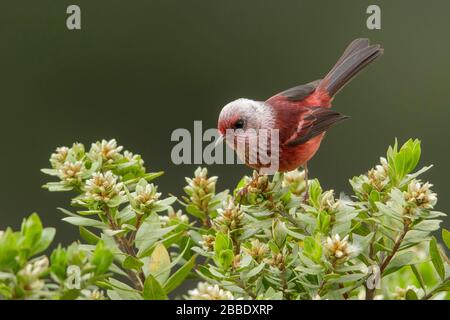 Pink-headed Warbler (Cardellina versicolor) perched on a branch in ...