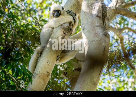 Sifaka, Decken's sifaka, met at Tsingy de Bemaraha National Park ...