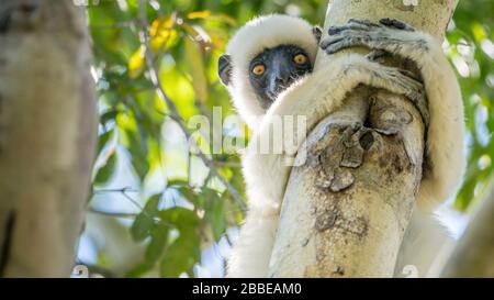 Sifaka, Decken's sifaka, met at Tsingy de Bemaraha National Park ...
