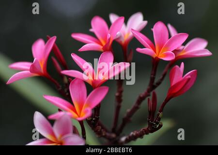 Red Frangipani - Plumeria rubra Stock Photo - Alamy