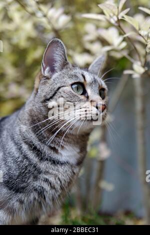 Portrait of an attentive common european female cat Stock Photo - Alamy
