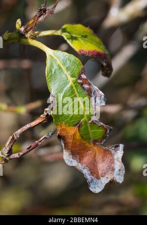 Browning damaged leaves due to Leaf scorch (leaf burn, leaf wilt, leaf ...