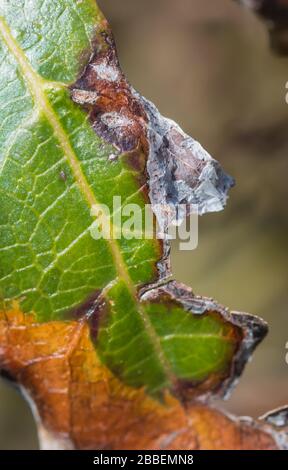 Browning damaged leaves due to Leaf scorch (leaf burn, leaf wilt, leaf ...