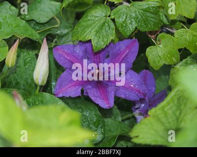 Clematis flower after the rain with water droplets on the flower petals ...