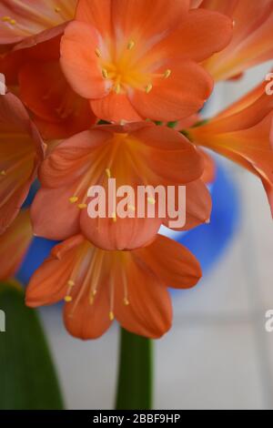 Clivia, Closeup Of The Flowers Stock Photo - Alamy