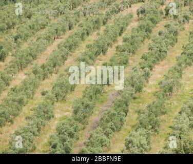 Rows of olive trees in a garden Stock Photo - Alamy