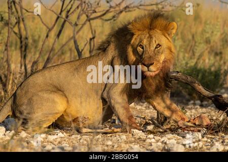 Lion feeding on a springbok Stock Photo - Alamy