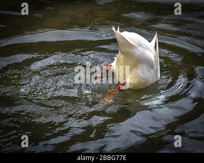 Duck Feeding With Bottom Up Stock Photo - Alamy