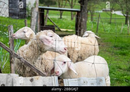 Rural economy at Retje, Slovenia Stock Photo - Alamy