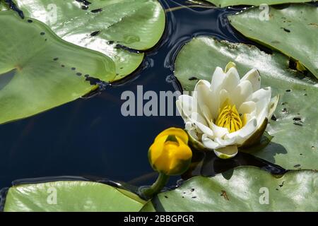 Beautiful lotus flower in river, top view Stock Photo - Alamy