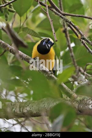 Inca Jay (Cyanocorax yncas) perched on a branch in Ecuador Stock Photo ...