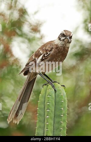 Long-tailed Mockingbird (Mimus longicaudatus Stock Photo - Alamy