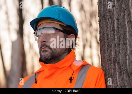 Forestry technician in aspen tree forest planning deforestation ...