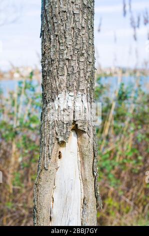 call of nature, trunks, branches and leaves of trees Stock Photo - Alamy