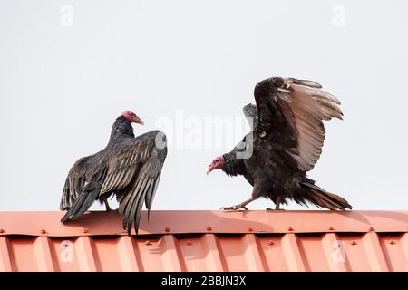 Turkey Vulture Perched on a Roof in Hueston Woods State Park, Ohio ...