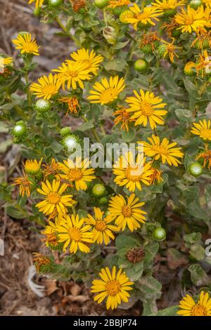 Oregon gumweed flowers (Grindelia stricta). Photographed in the USA, in ...