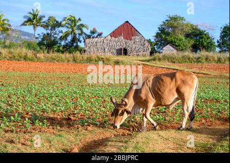 Cow in Cigar tobacco field, Vinales, Pinar del Rio Province, Cuba Stock ...