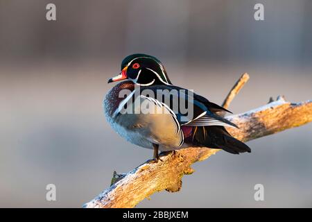 A drake Woodduck on a spring day in Minnesota Stock Photo - Alamy